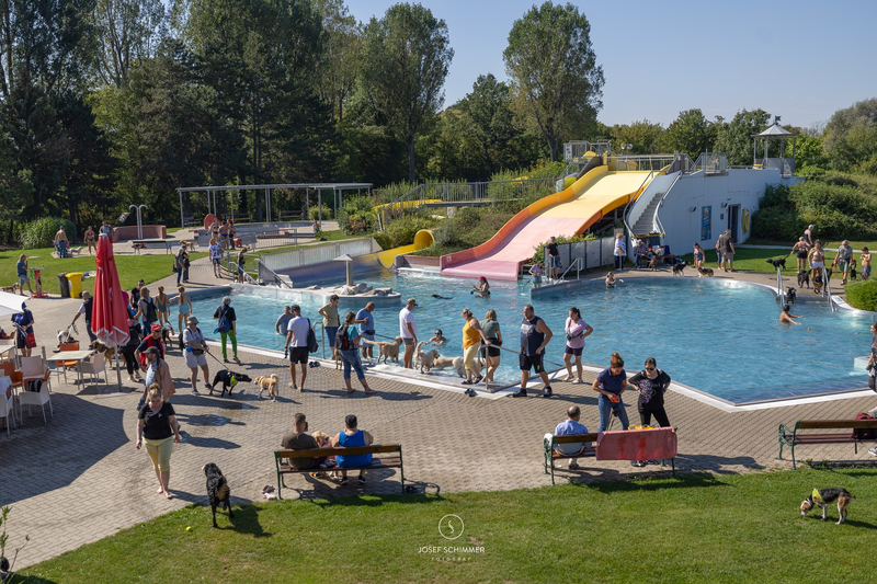 Ein harmonisches Miteinander beim 2. Hundebadetag im Weinlandbad ...